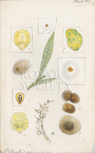 Aspidiotus - Alchetron, The Free Social Encyclopedia